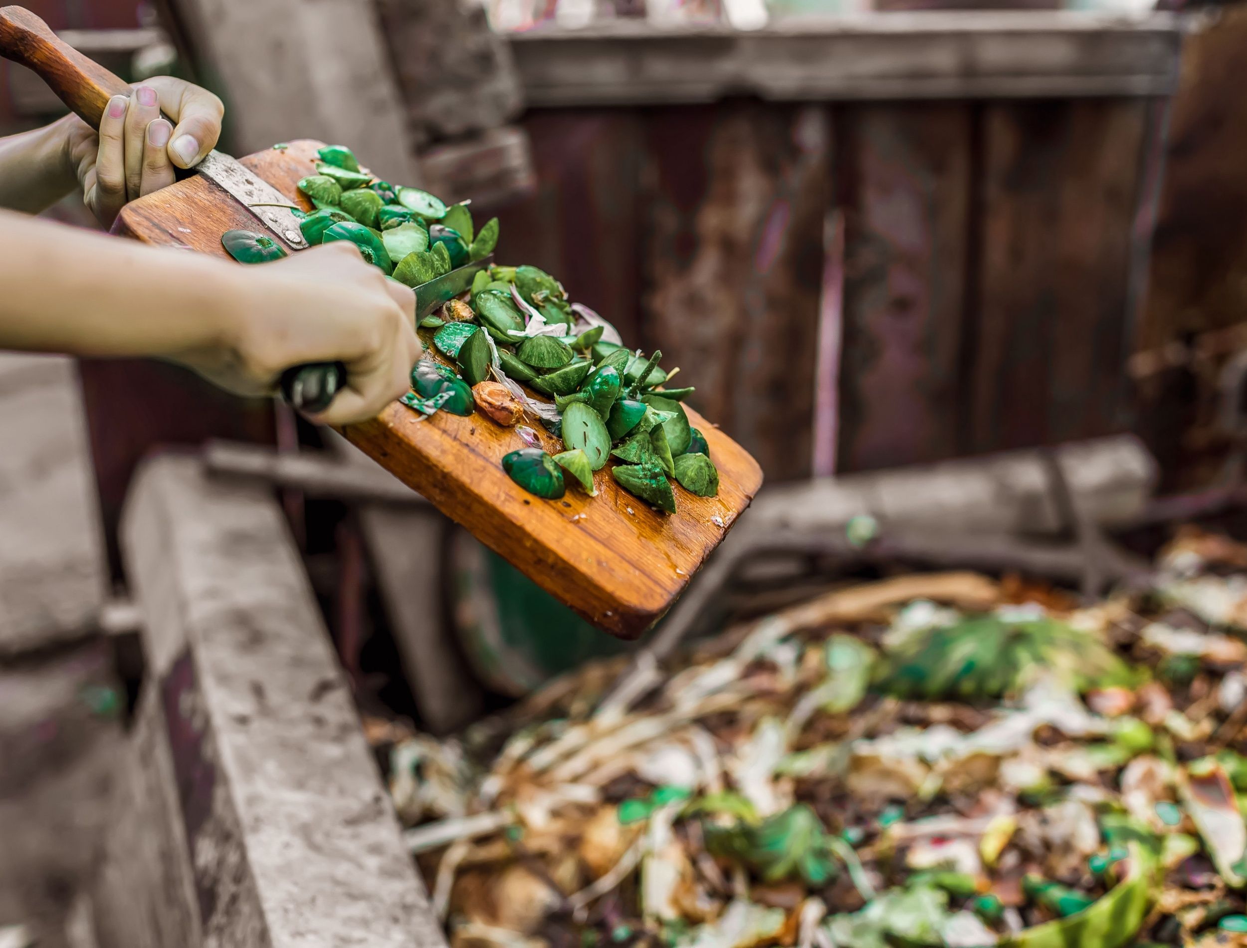 Exploring Peat Soil: What It Is and Which Plants Thrive in Its Richness