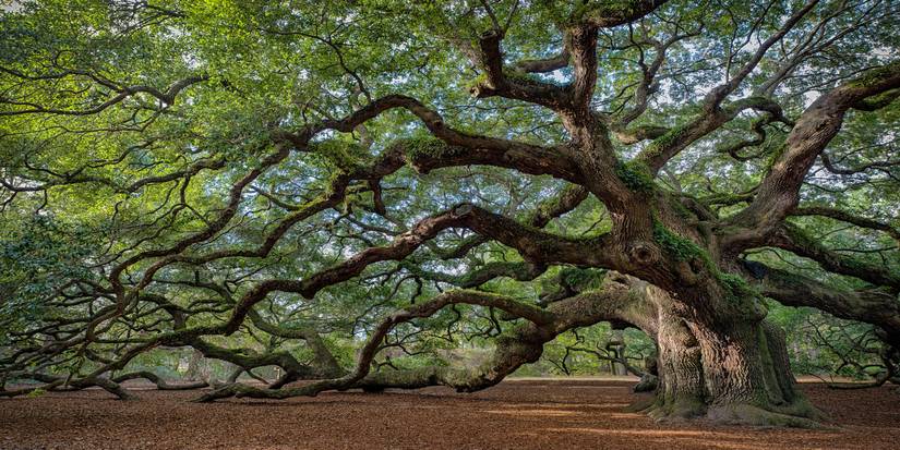Explore the Most Famous Trees in America and Their Legendary Stories
