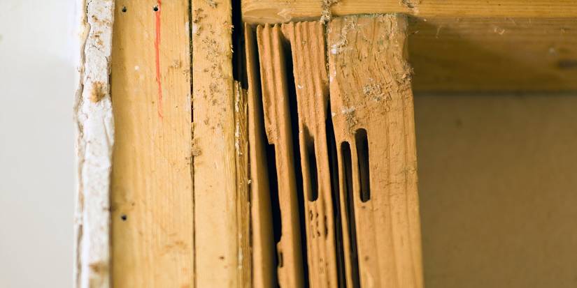 Pests That Destroy Home Value: Prevention and Treatment Guide