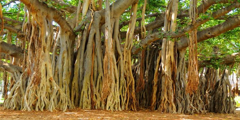 Explore the Most Famous Trees in America and Their Legendary Stories