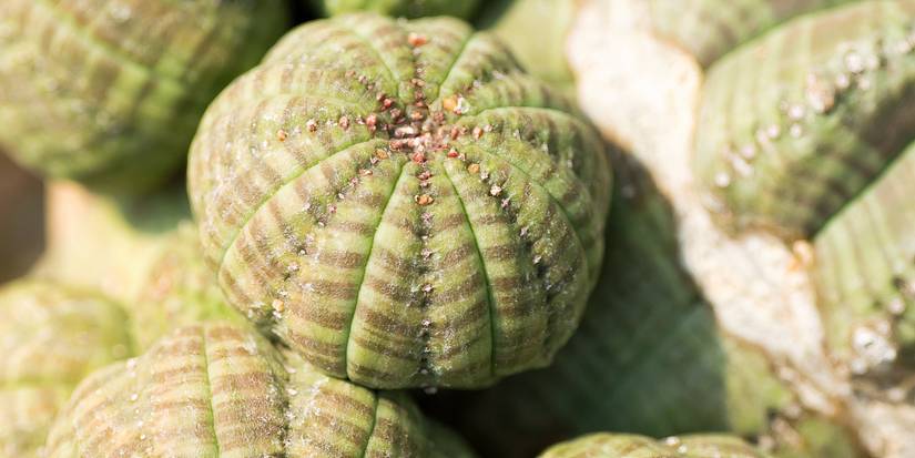 5 Extraordinary Rare Plants and How to Experience Them Responsibly