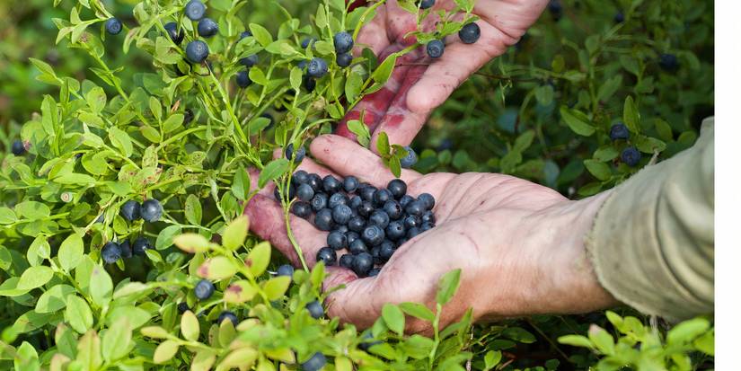 6 Plants That Boost Eye Health and Fight Eye Problems