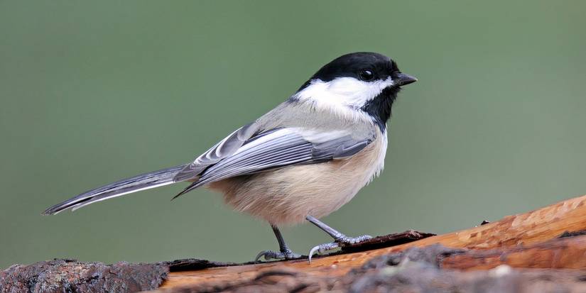 5 Popular Backyard Birds: Robins, Cardinals, Jays, Doves, and Chickadees