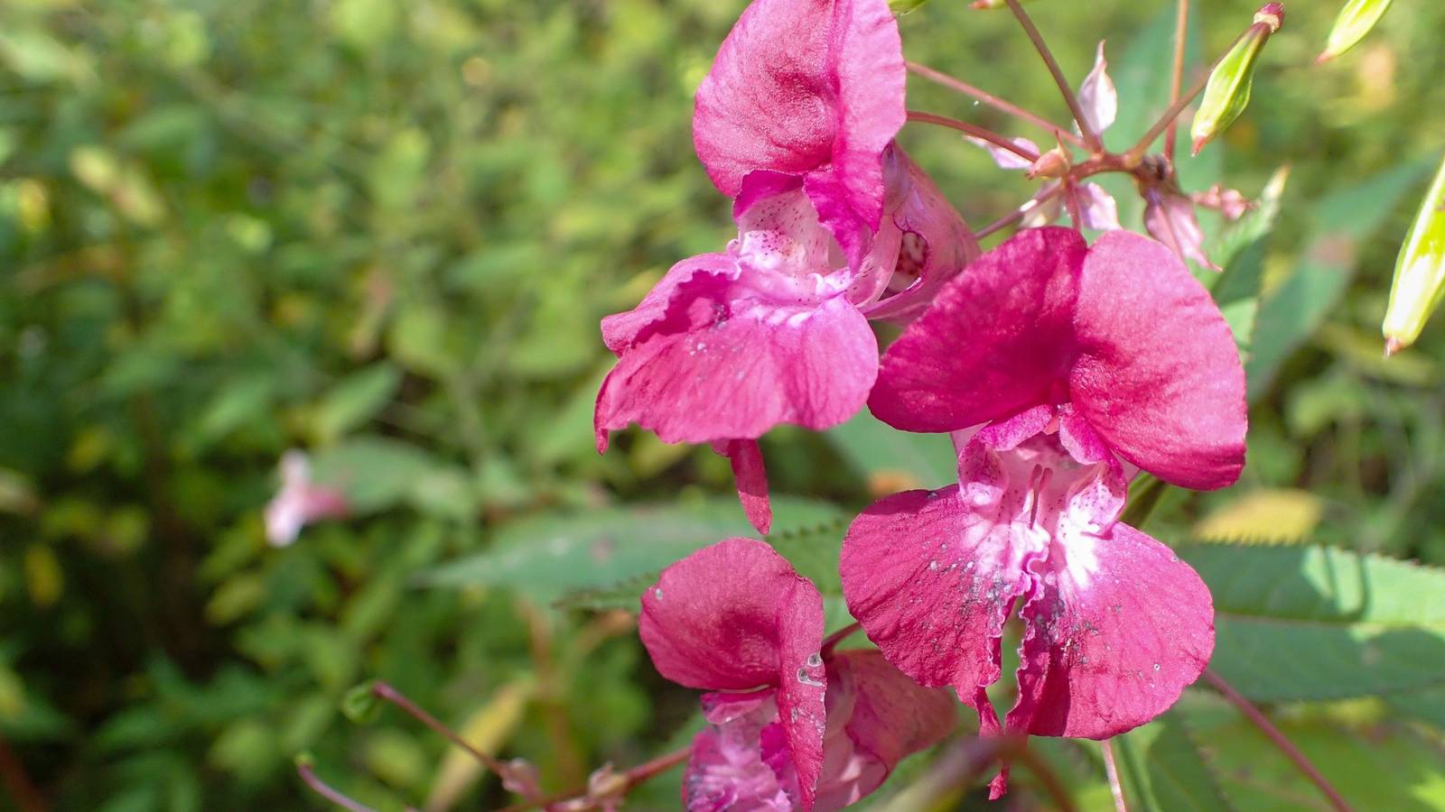 Purple Jewelweed: Invasive Beauty and Ecological Impact