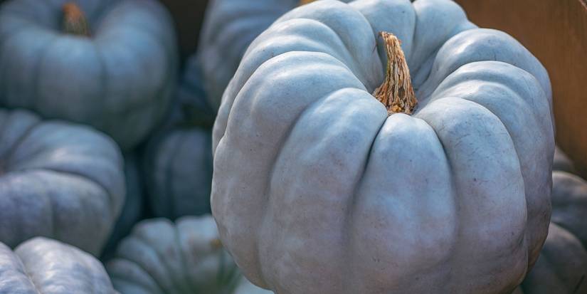 Fall Décor Ideas: White, Blue, and Green Pumpkins for Fresh Style