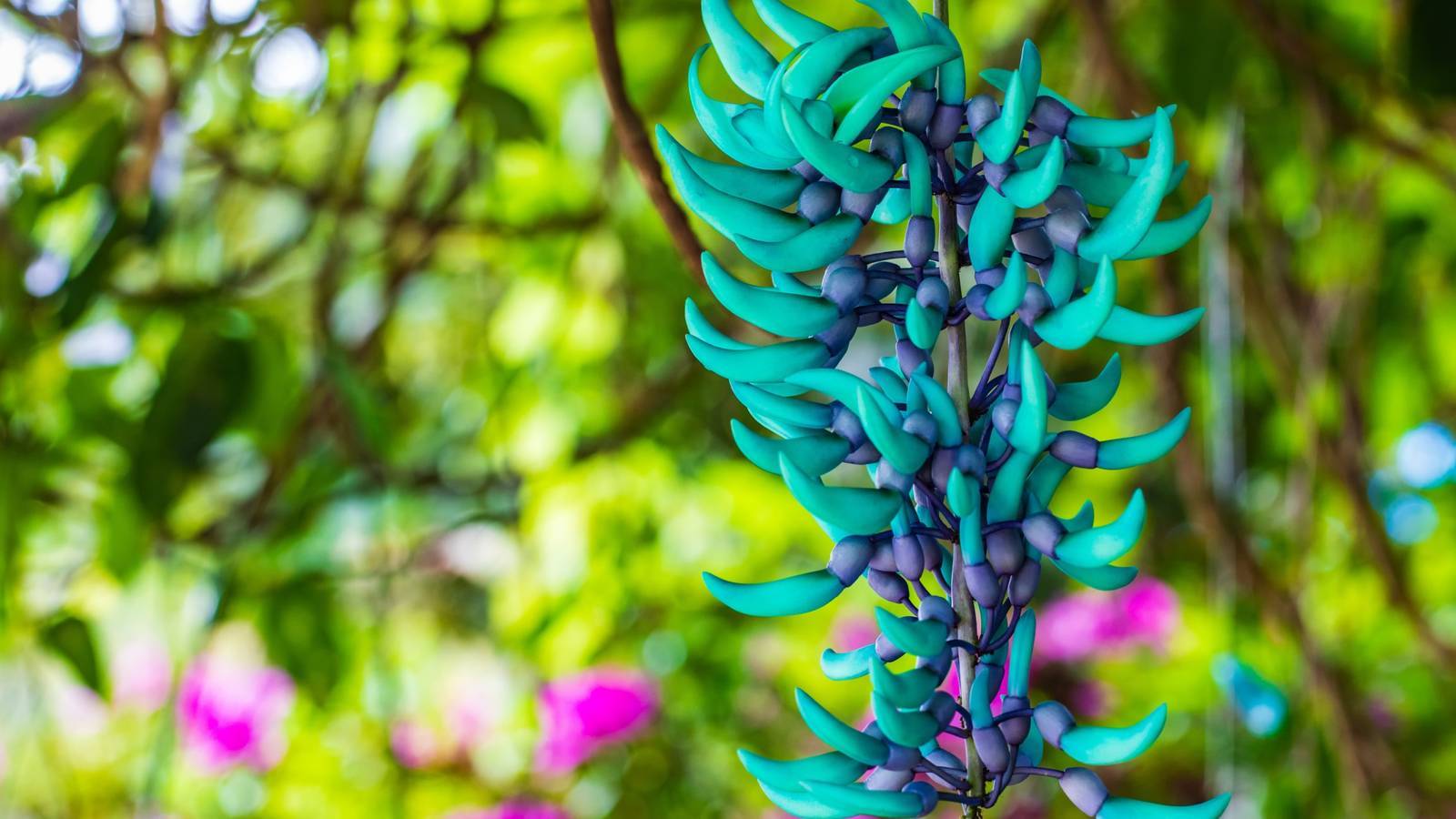 5 Extraordinary Rare Plants and How to Experience Them Responsibly