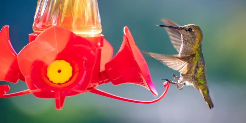 Bring Birds Closer: Creative Feeders For a Lively Backyard