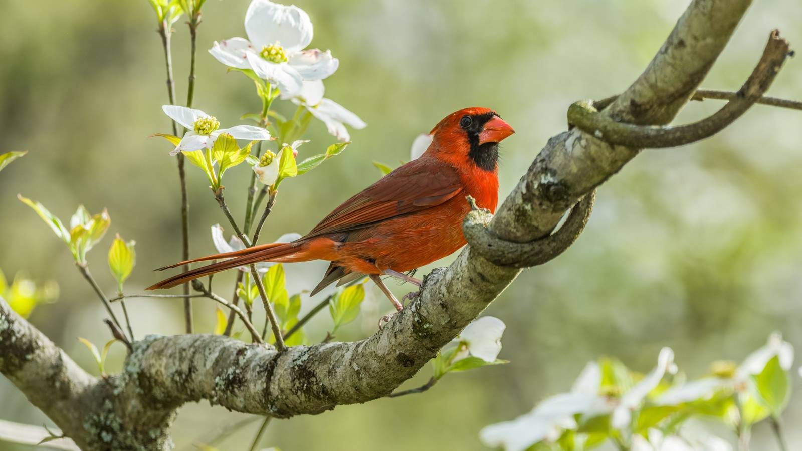 5 Popular Backyard Birds: Robins, Cardinals, Jays, Doves, and Chickadees