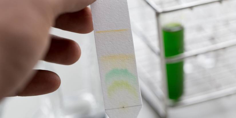 Fun Science Experiment: Discover Hidden Pigments in Fall Leaves