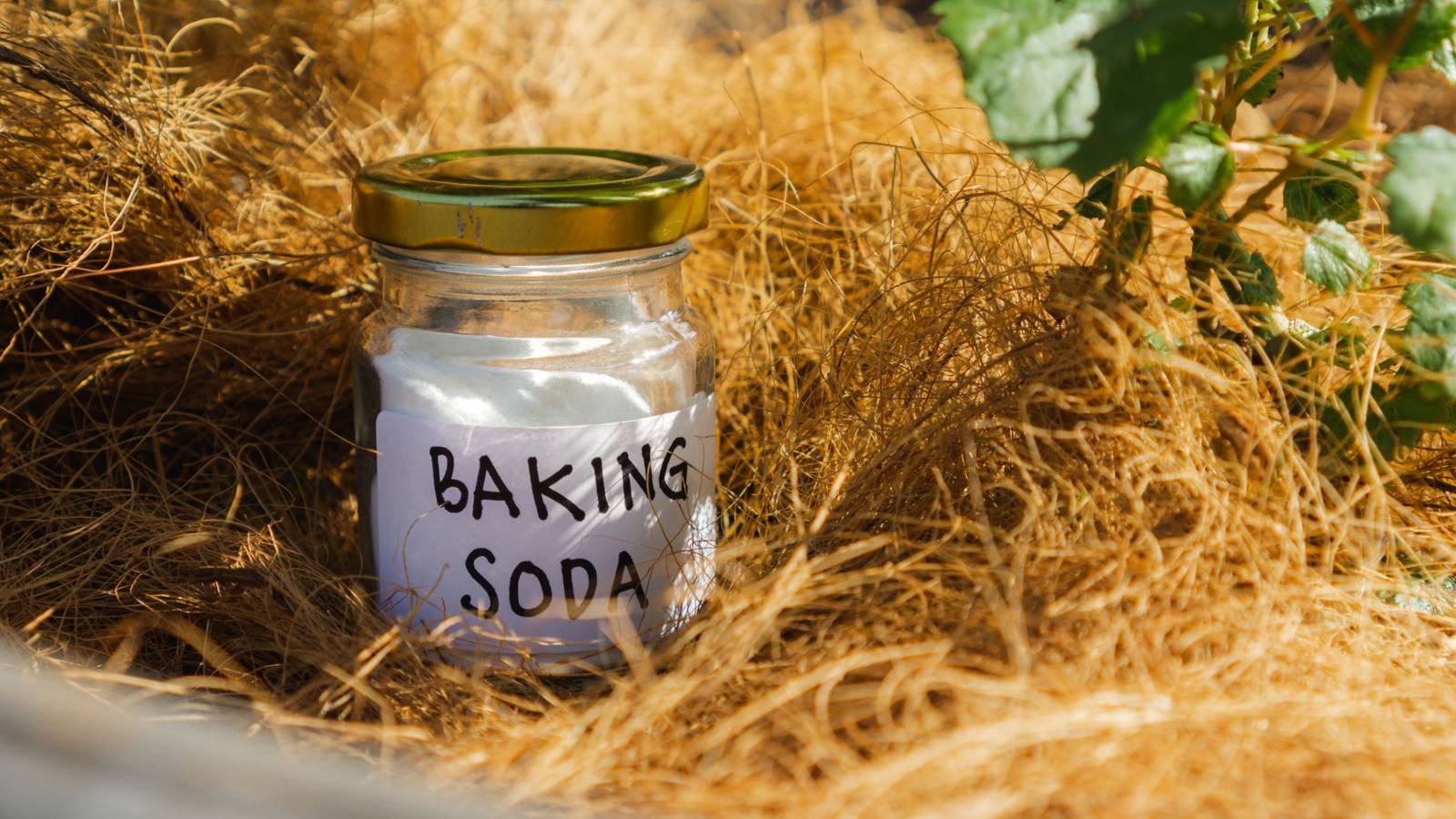 Baking Soda for Pest Control: 3 Pests It Kills and 3 It Won’t
