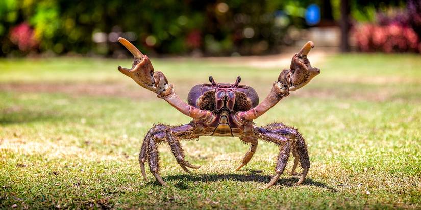 Use Baking Soda to Kill Crabgrass