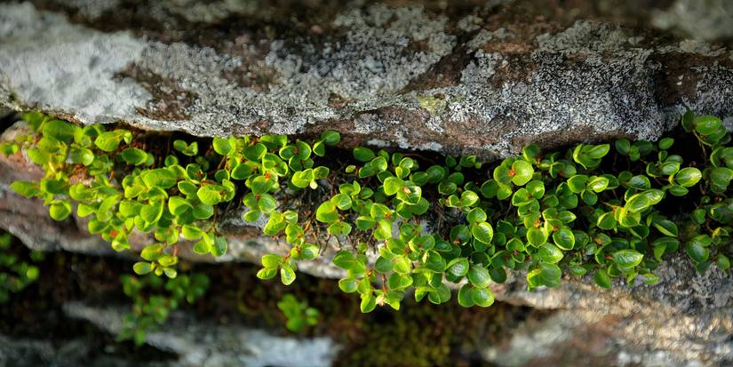 Dwarf Willow: The World's Smallest Tree and Its Remarkable Adaptations