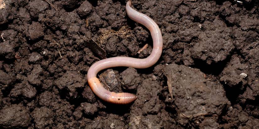 Worm Farming 101: Boost Soil Health and Reduce Waste