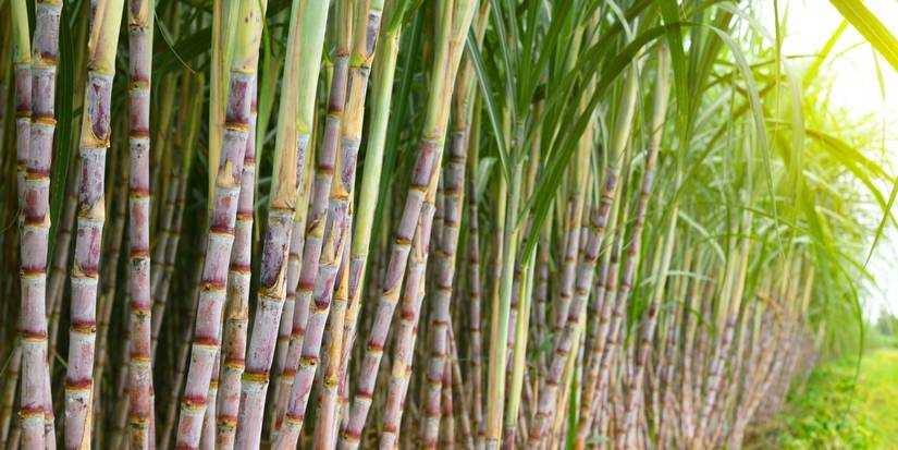 How Sugar Is Made from Sugar Cane: From Field to Crystal