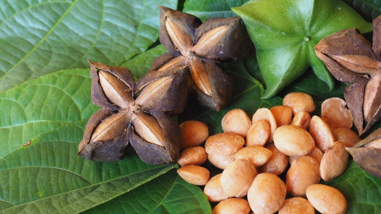 Beyond Almonds: 5 Rare Nuts That Will Change How You Snack