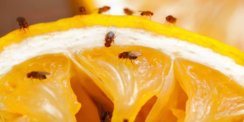Pest Control: Why California Is Dropping Flies to Protect Its Crops