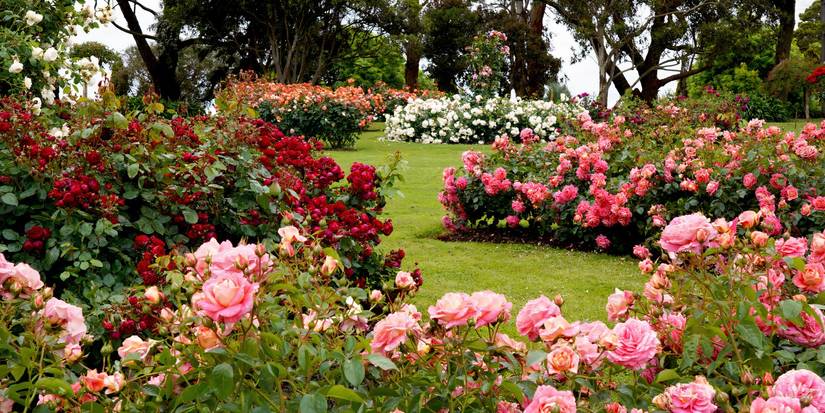 Ruffled Romance: The Rose That Won America’s Heart
