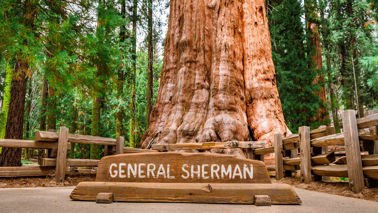 Explore the Most Famous Trees in America and Their Legendary Stories