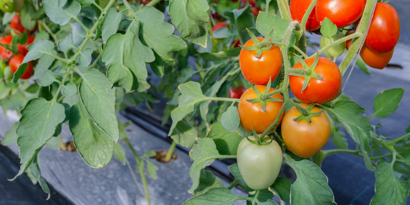 Scarlet Sunrise Tomato: The Sweet, Colorful Heirloom Variety