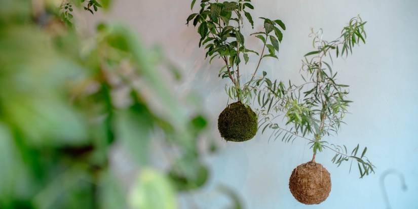 Kokedama Planting: How to Grow and Display Moss Ball Gardens