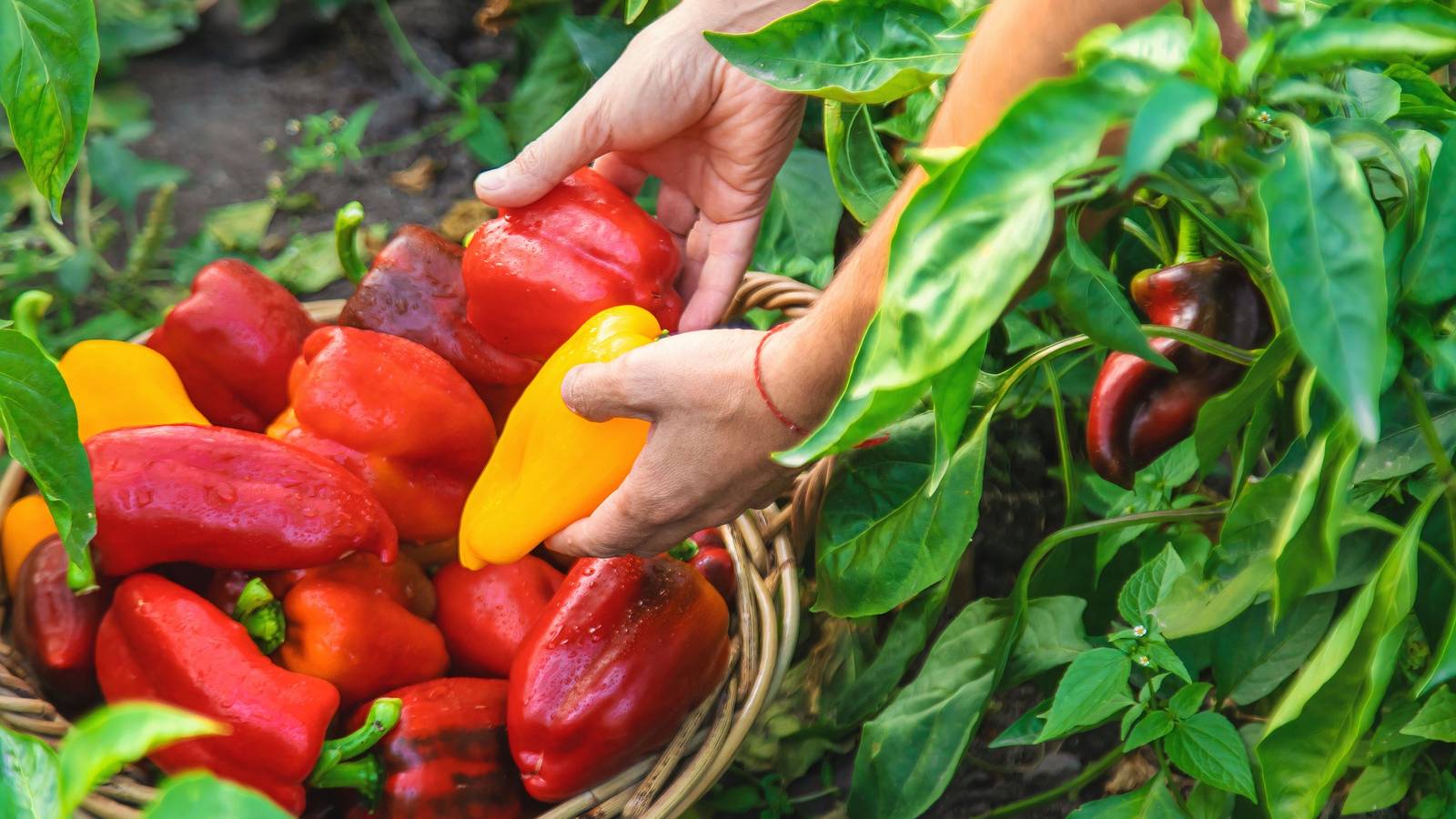 Explore the Five Hottest Peppers and How to Grow Them