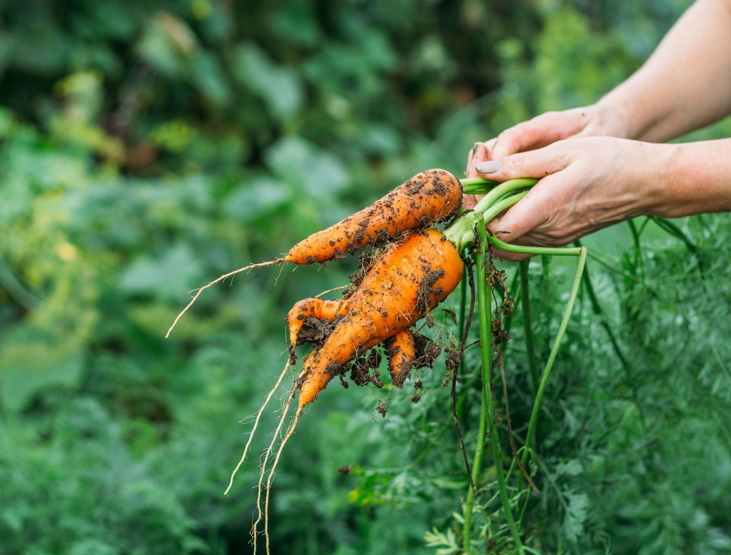 The Best Apples For Candy Apples: Sweet, Tart, and Perfectly Crunchy