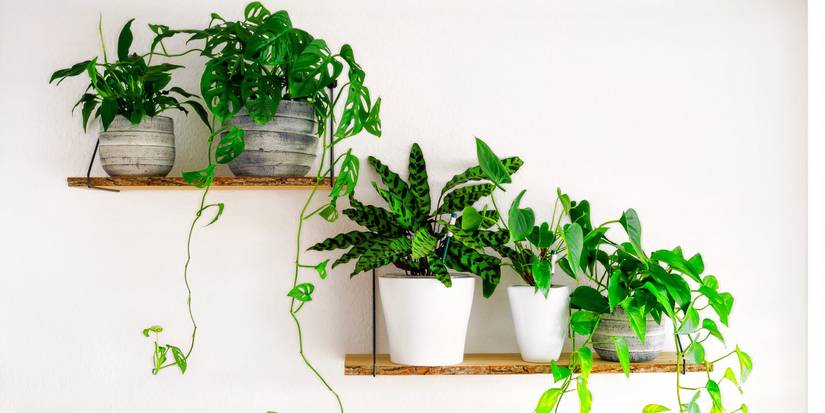 Houseplants in Small Spaces: Top 7 Minimalist Planter Designs