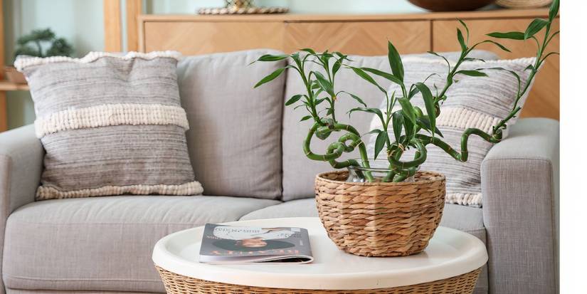 New Year’s Eve Plants That Turn Goals Into Living Intentions