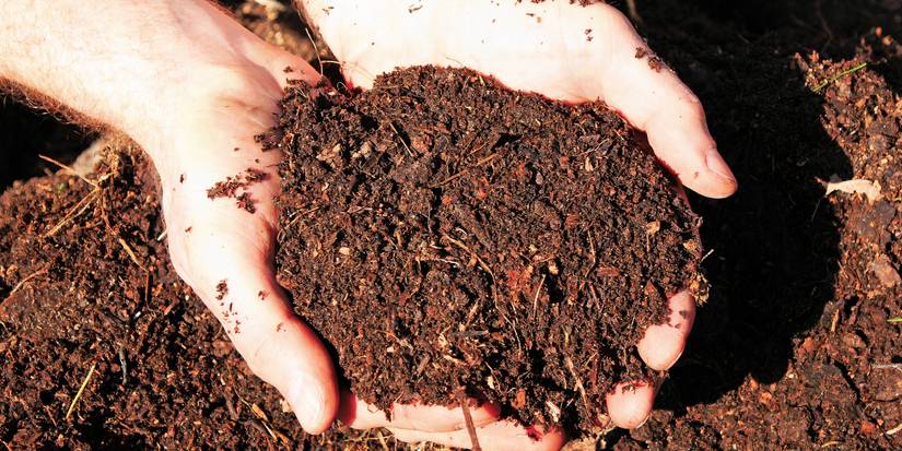 Nitrogen in Soil: Importance, Deficiency Signs and Natural Sources