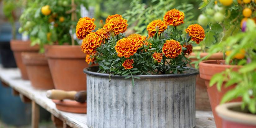Container Gardening: The 6 Best Plants For Container Gardens