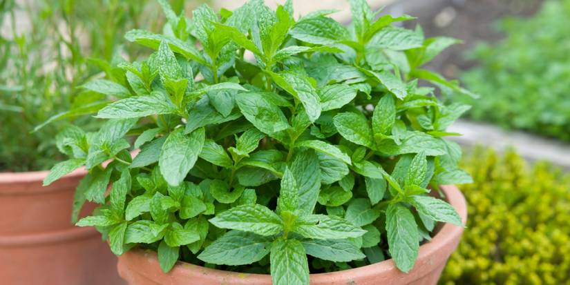 Mint Invasion: How to Control the Most Invasive Garden Herb