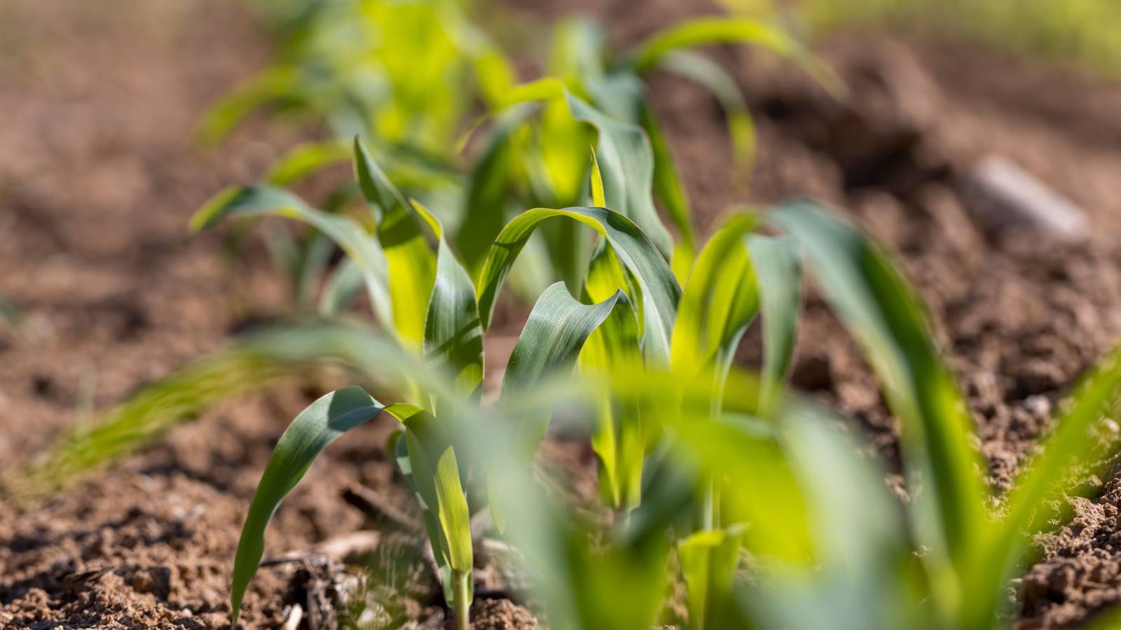Why Monoculture Gardening Harms Soil, Ecosystems, and Food Security