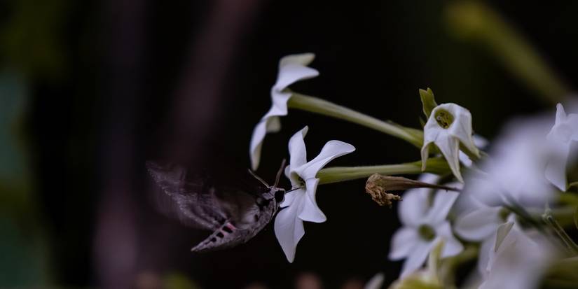 This Untouchable Beauty Blooms Only at Night