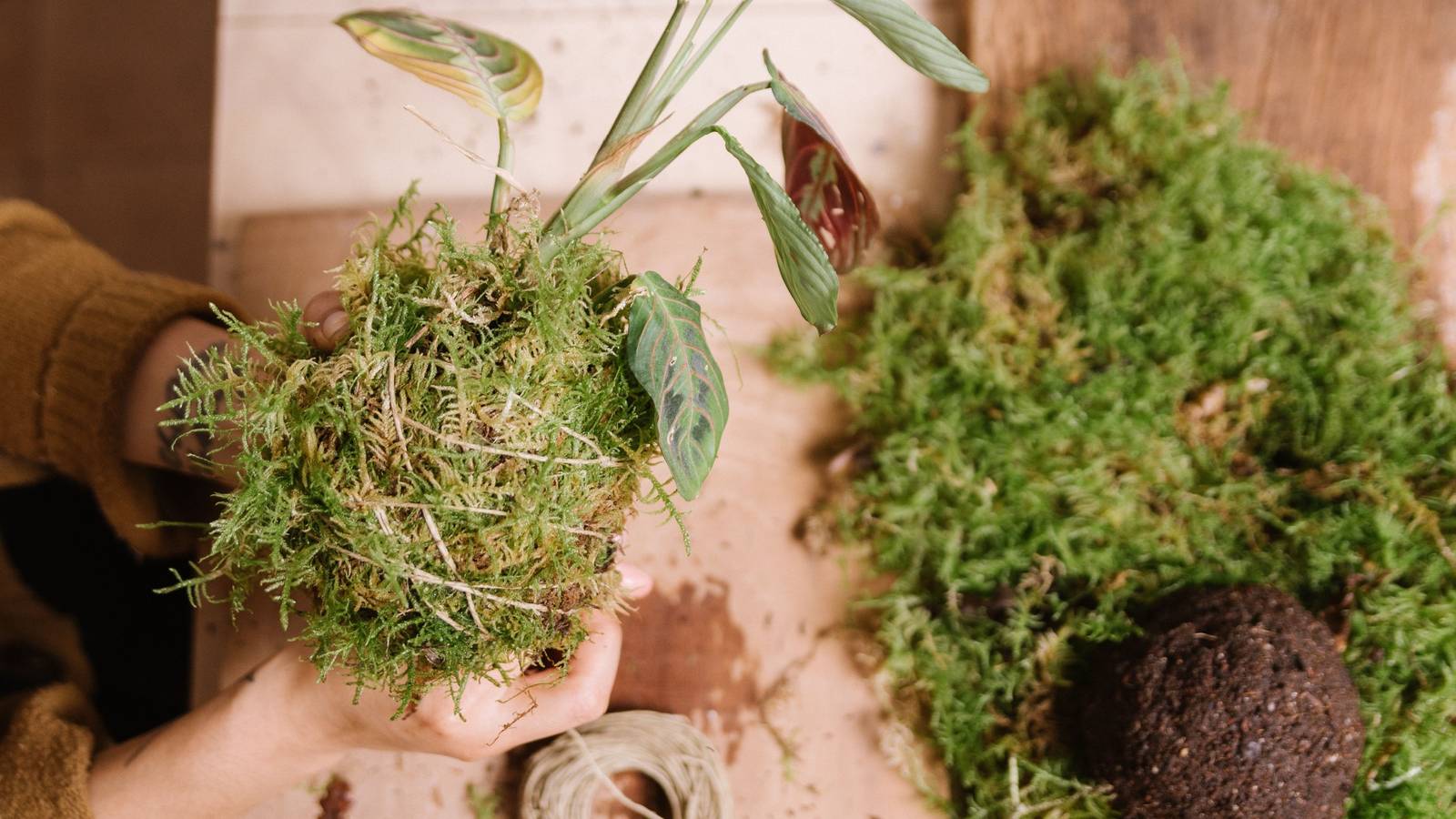 Kokedama Planting: How to Grow and Display Moss Ball Gardens