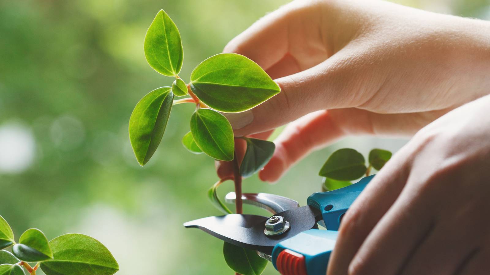 The Tempting World of Proplifting: Free Plants or Shady Gardening?