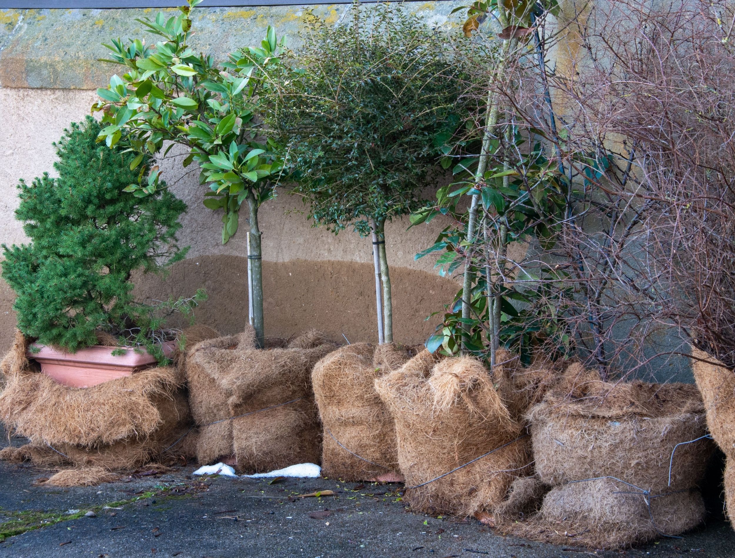 Discover Interplanting: Can It Work for Your Garden?