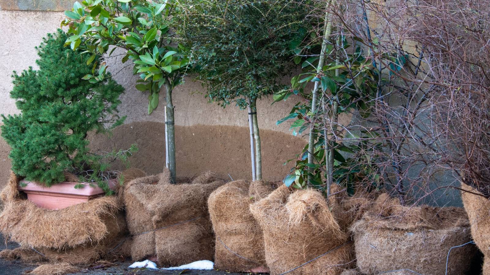 How to Protect Potted Plants from an Early Frost