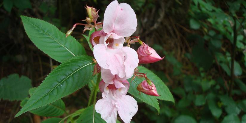Purple Jewelweed: Invasive Beauty and Ecological Impact