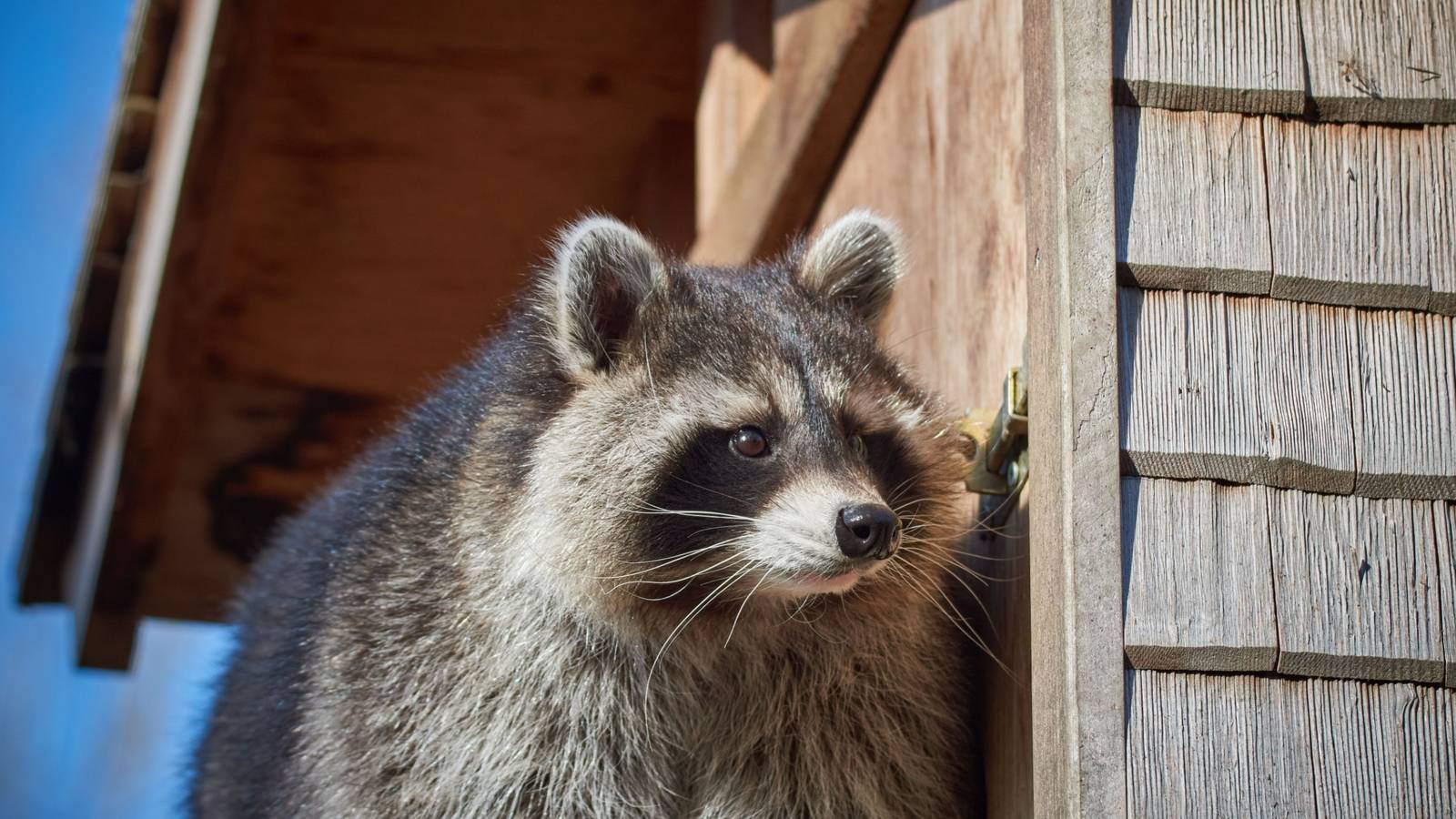 Wild Animals in Your Attic? Signs, Risks, and Humane Solutions