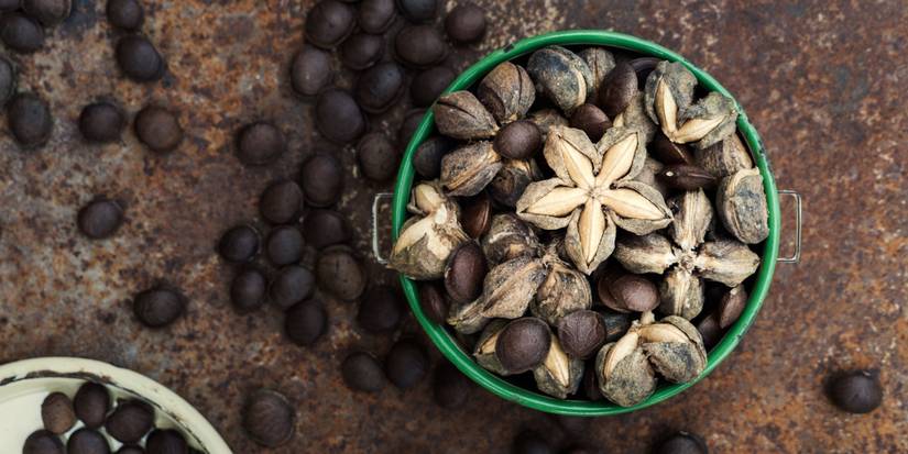 Beyond Almonds: 5 Rare Nuts That Will Change How You Snack