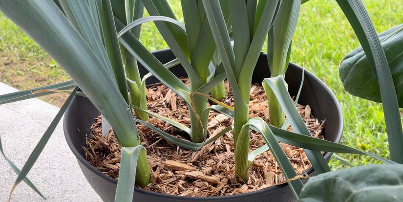 How to Protect Potted Plants from an Early Frost