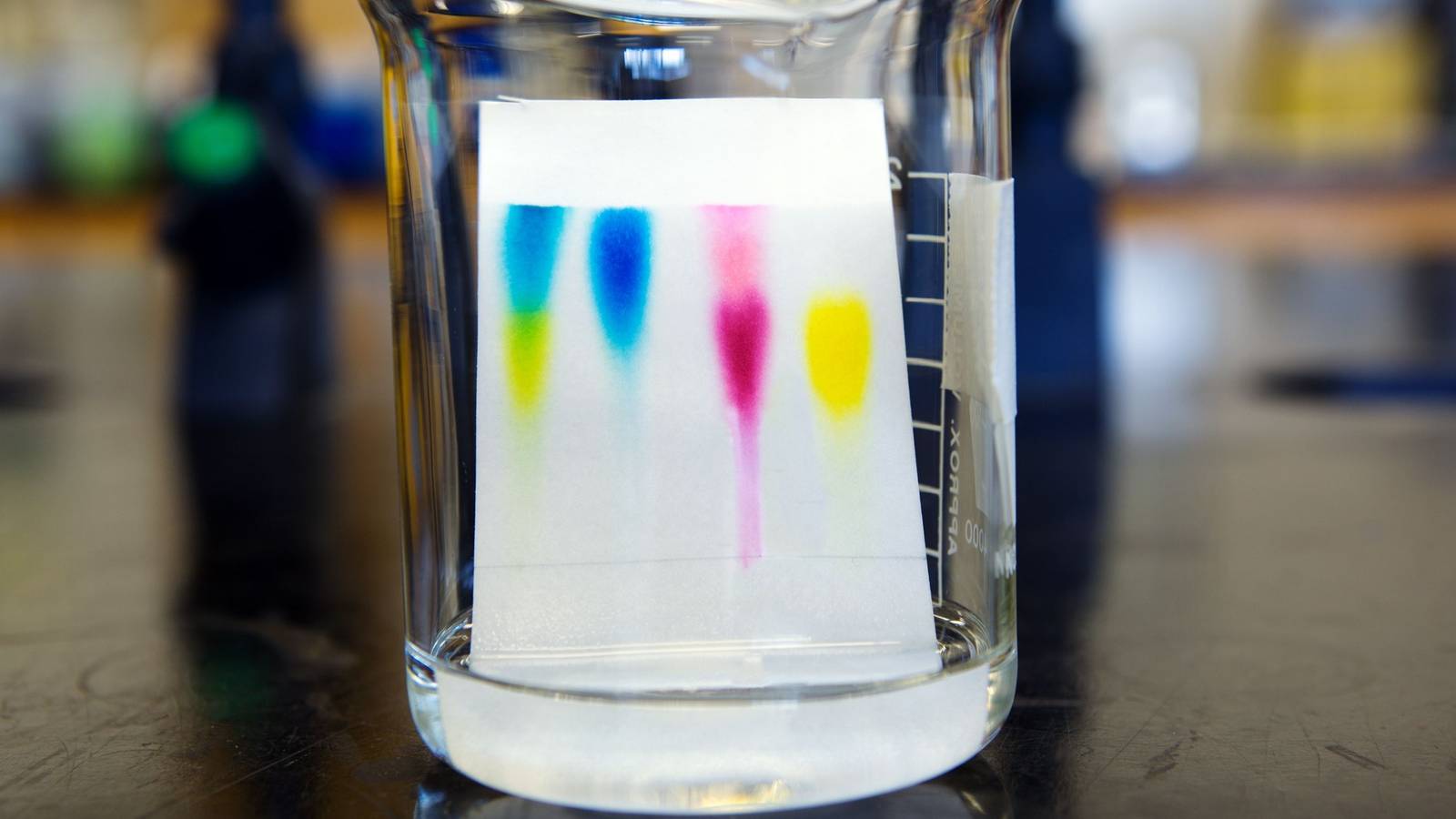 Fun Science Experiment: Discover Hidden Pigments in Fall Leaves