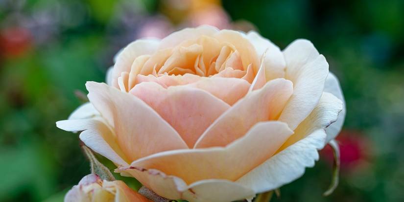 The Most Beautiful Flowers and How to Grow Them!