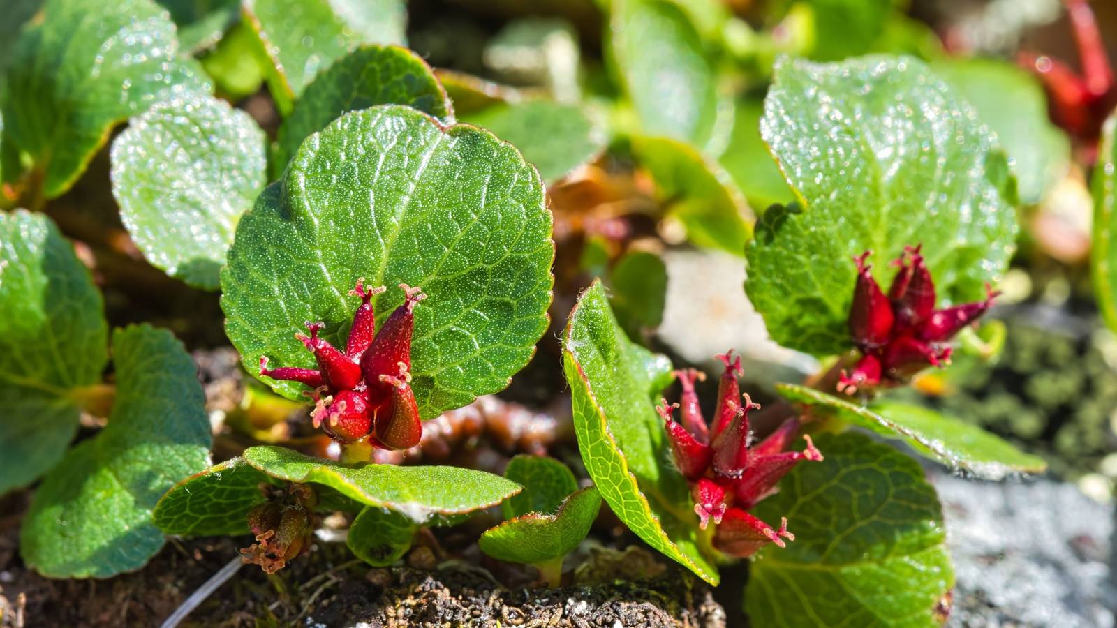 Dwarf Willow: The World's Smallest Tree and Its Remarkable Adaptations