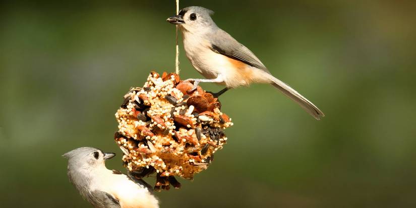 6 Rustic Backyard Projects with Acorns and Pine Cones