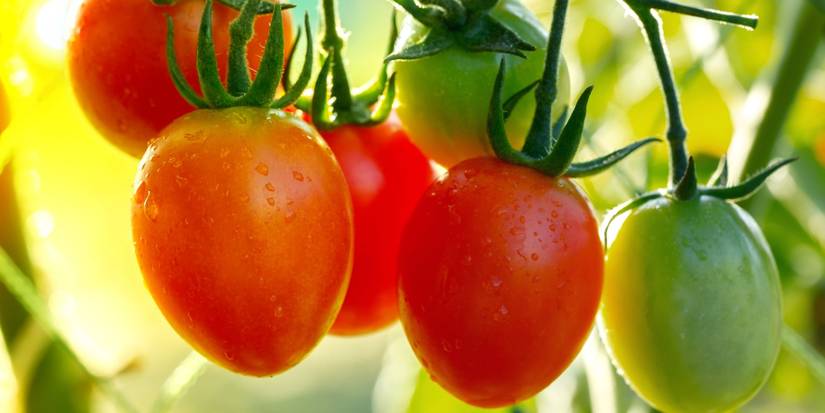 Scarlet Sunrise Tomato: The Sweet, Colorful Heirloom Variety