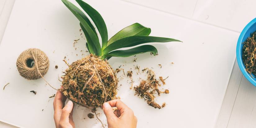 Kokedama Planting: How to Grow and Display Moss Ball Gardens