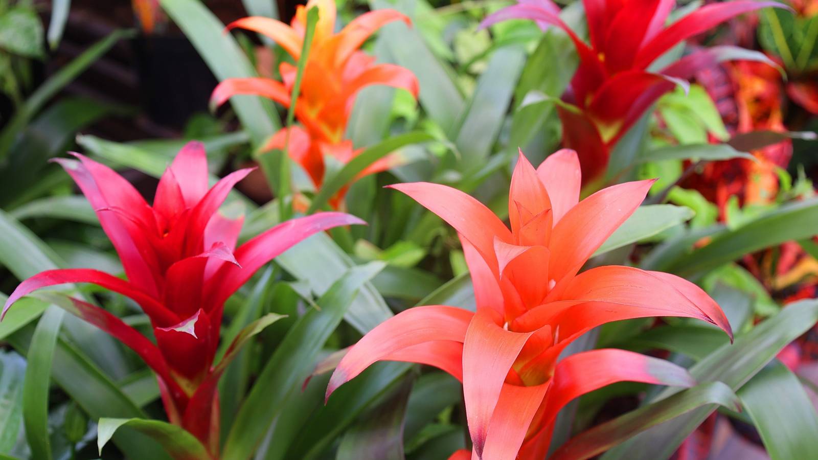 Easiest Tropical Flowers to Grow for Vibrant Home Decor