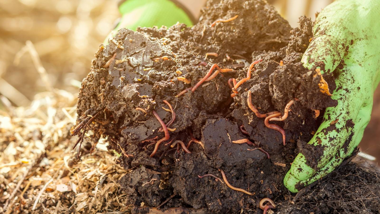 Worm Farming 101: Boost Soil Health and Reduce Waste