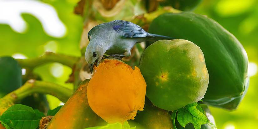 6 Biggest Threats to Your Almost-Ready Garden Harvest